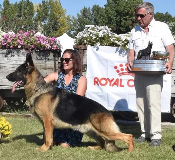 Von Zecher German Shepherds in Colorado | German Shepherd puppies ...