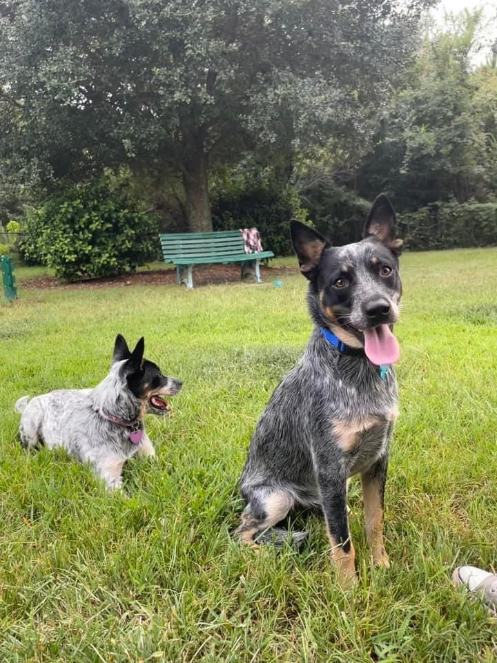Rusty Blue Dog Farm in South Carolina | Australian Cattle Dog puppies ...