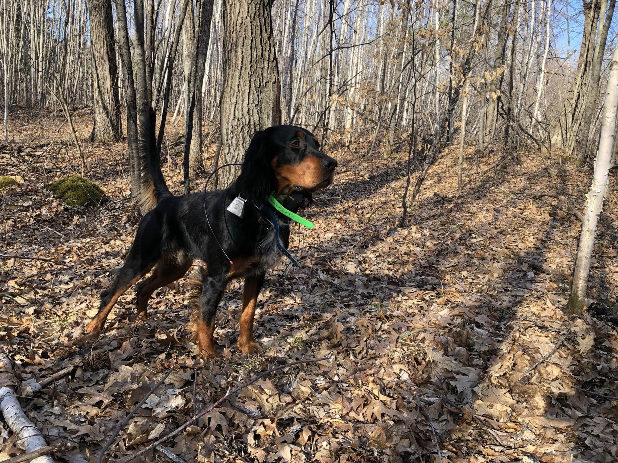Darkwood Gordon Setters in Minnesota | Gordon Setter puppies | Good Dog