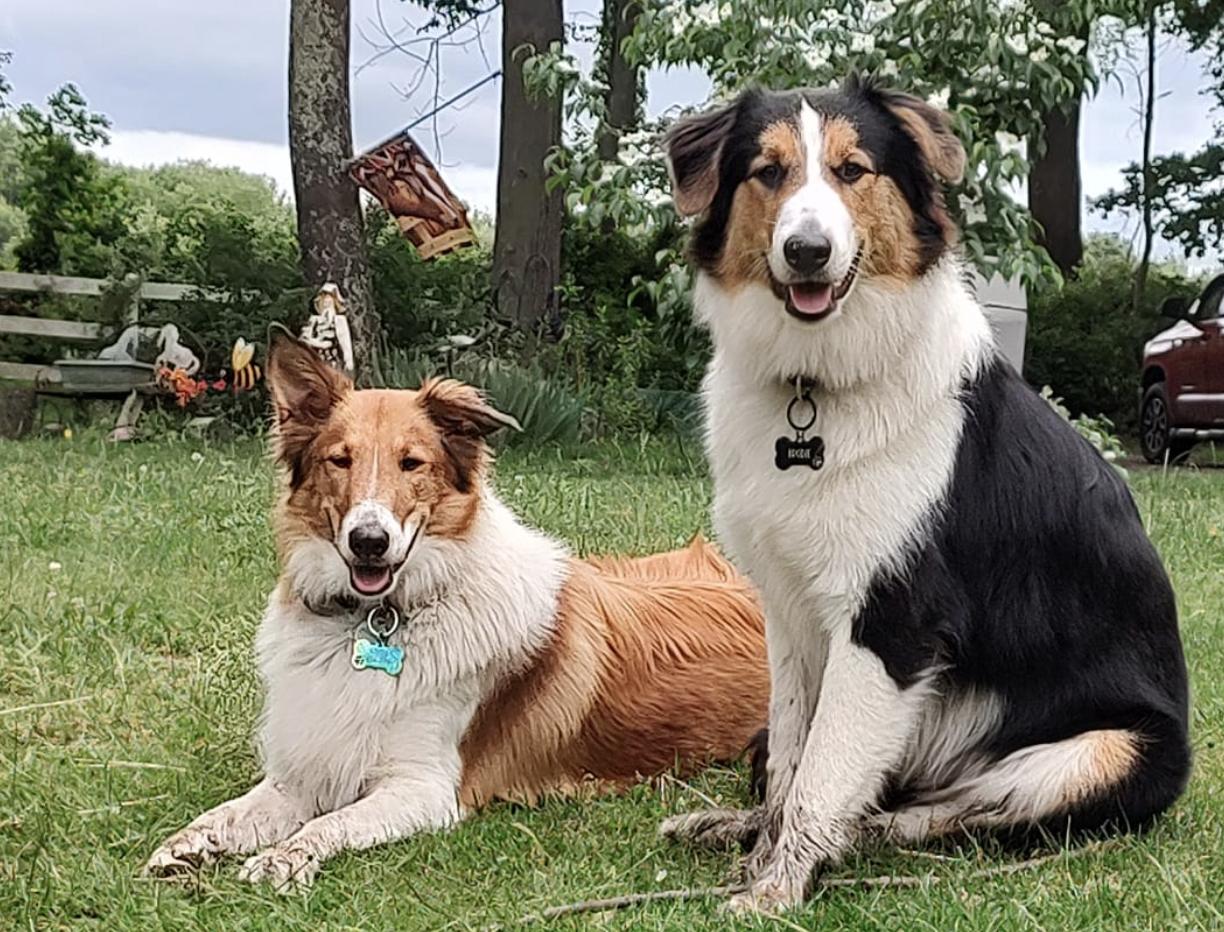 Hideaway Farm Scotch Collies in Massachusetts | Old Time Scotch Collie ...