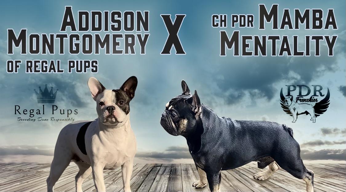 Regal Pups in Colorado | French Bulldog puppies | Good Dog