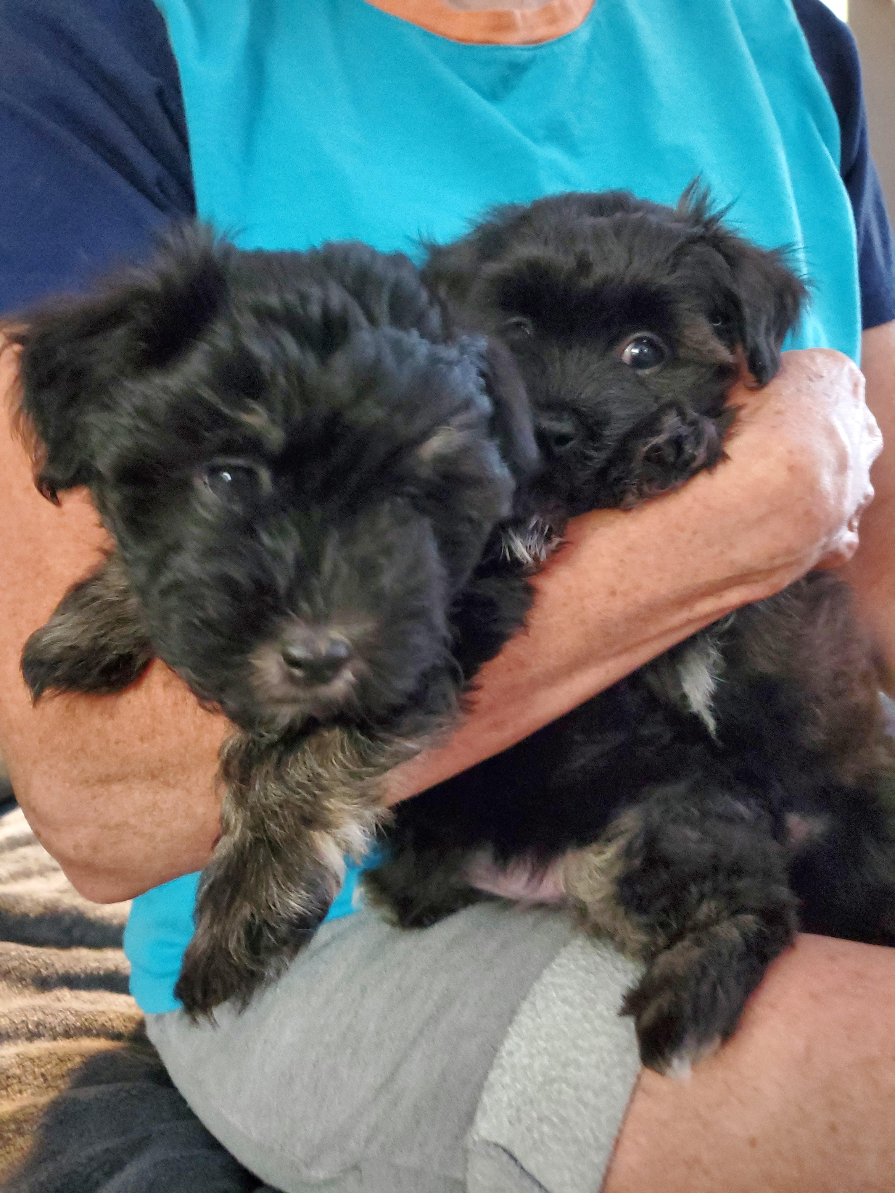 Patriot Pups in Tennessee | Havanese puppies | Good Dog