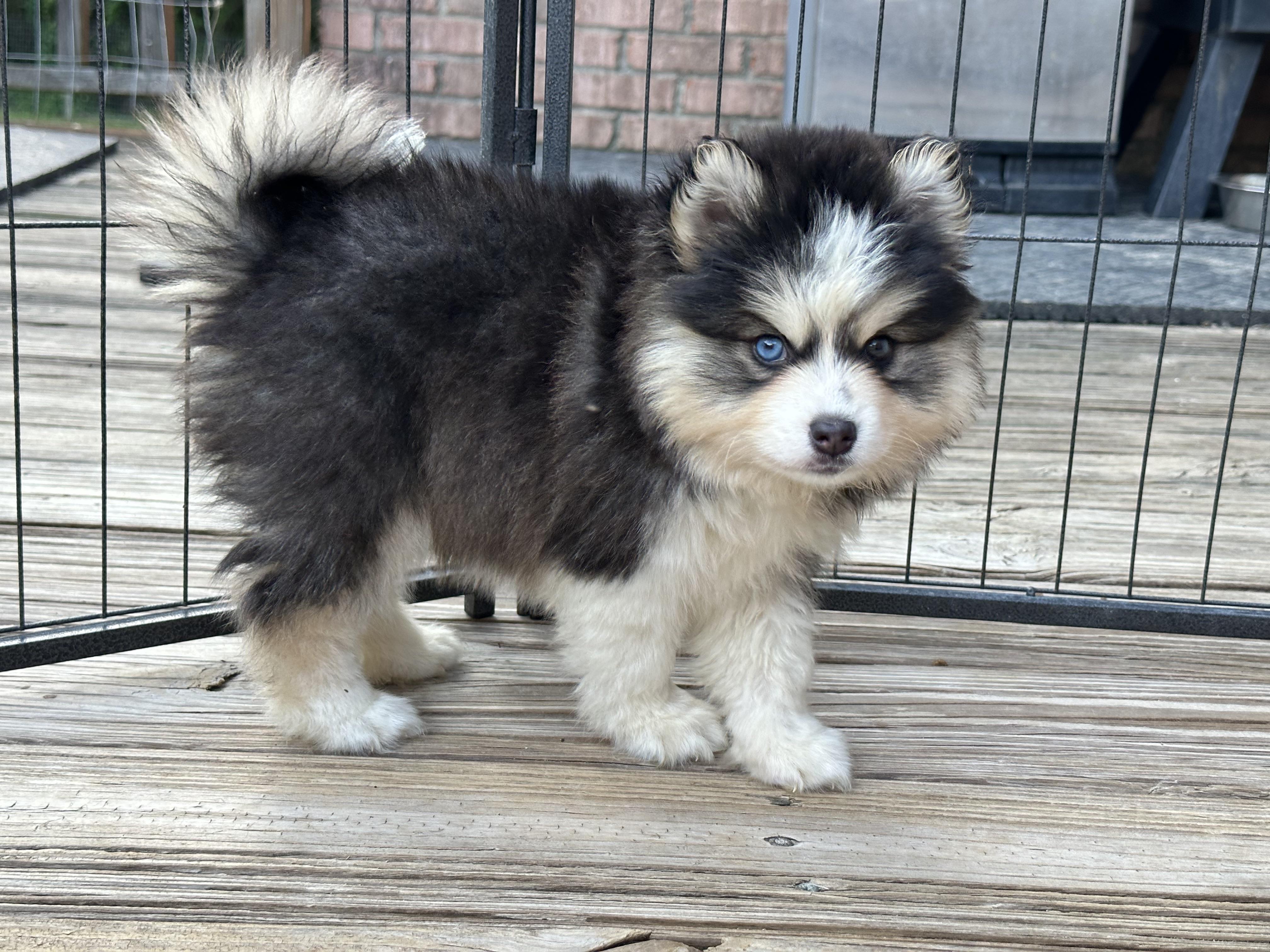 Once Upon A Pomsky in Georgia | Pomsky puppies | Good Dog