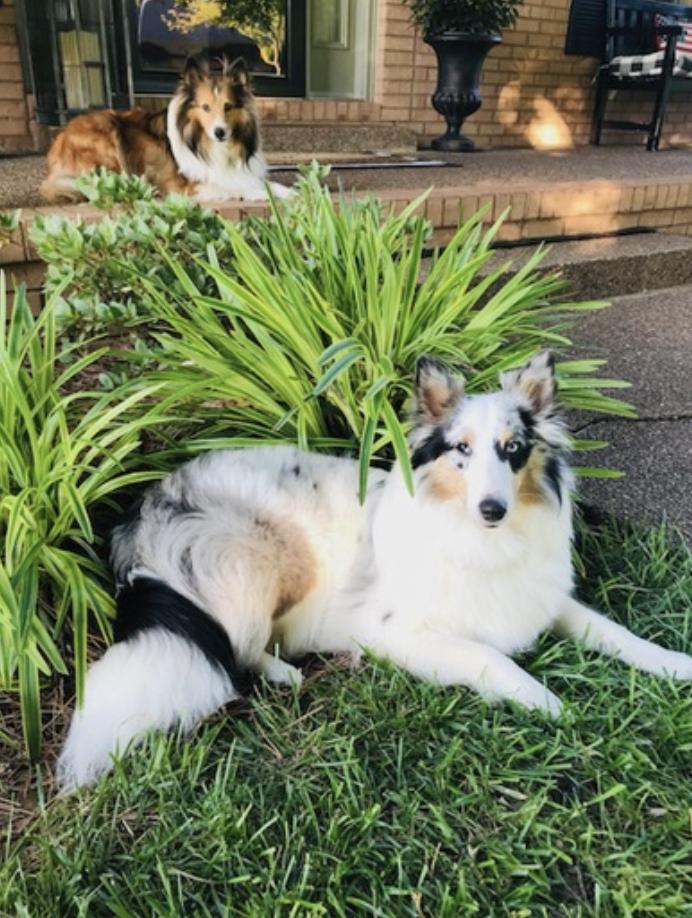 Southern Charm Sheltie Farm in Kentucky | Shetland Sheepdog puppies ...
