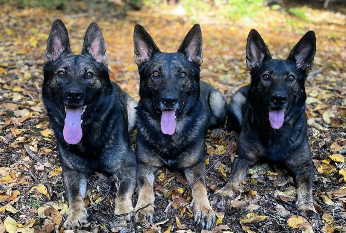 Von Taygetos German Shepherds in Connecticut | German Shepherd puppies ...