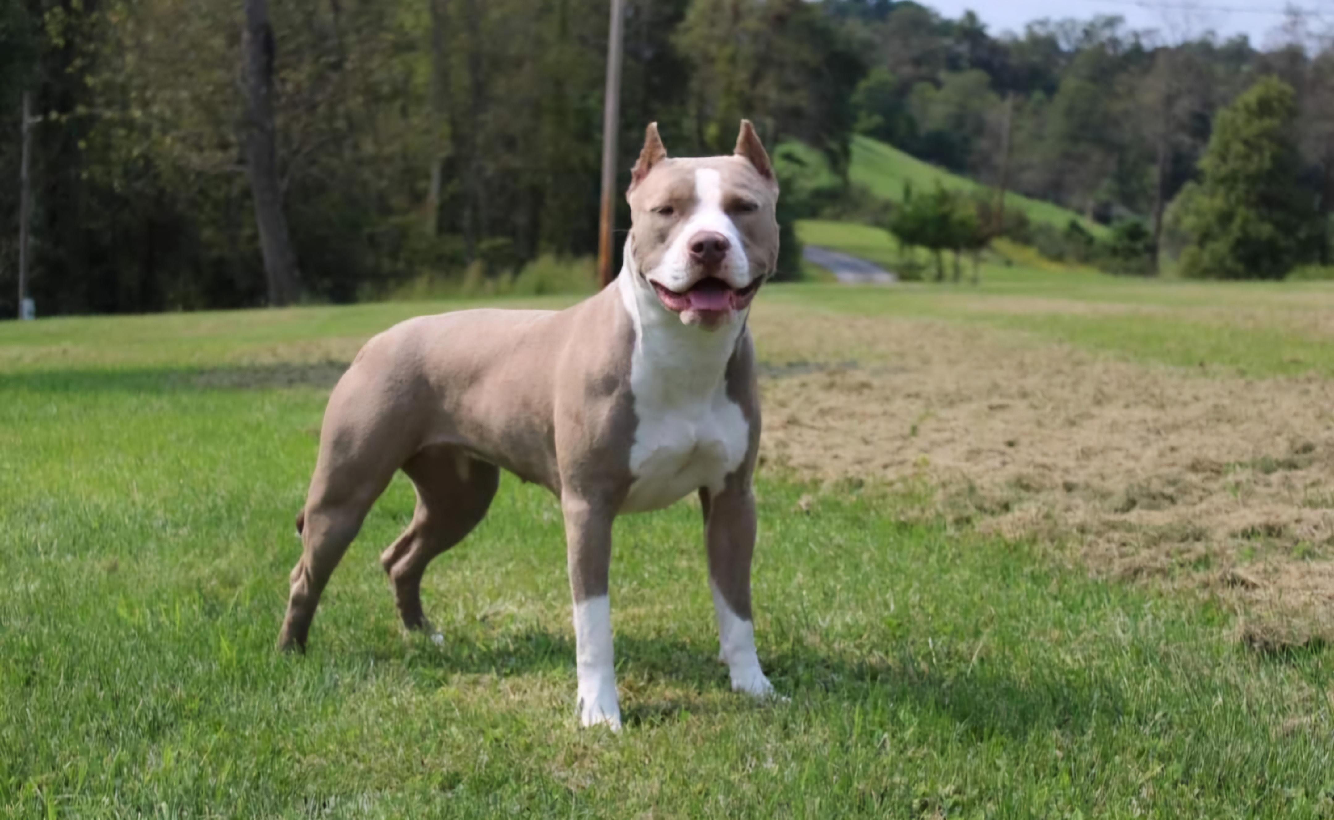 Mika Tica Kennels in North Carolina | American Pit Bull Terrier puppies ...