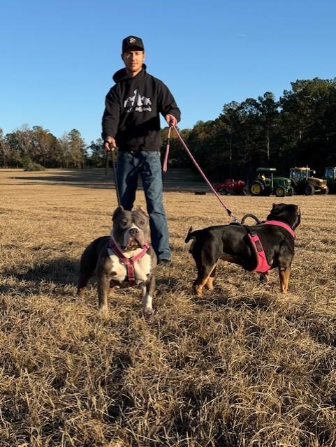 Alpha Street Bully Kennels in Florida | American Bully puppies | Good Dog