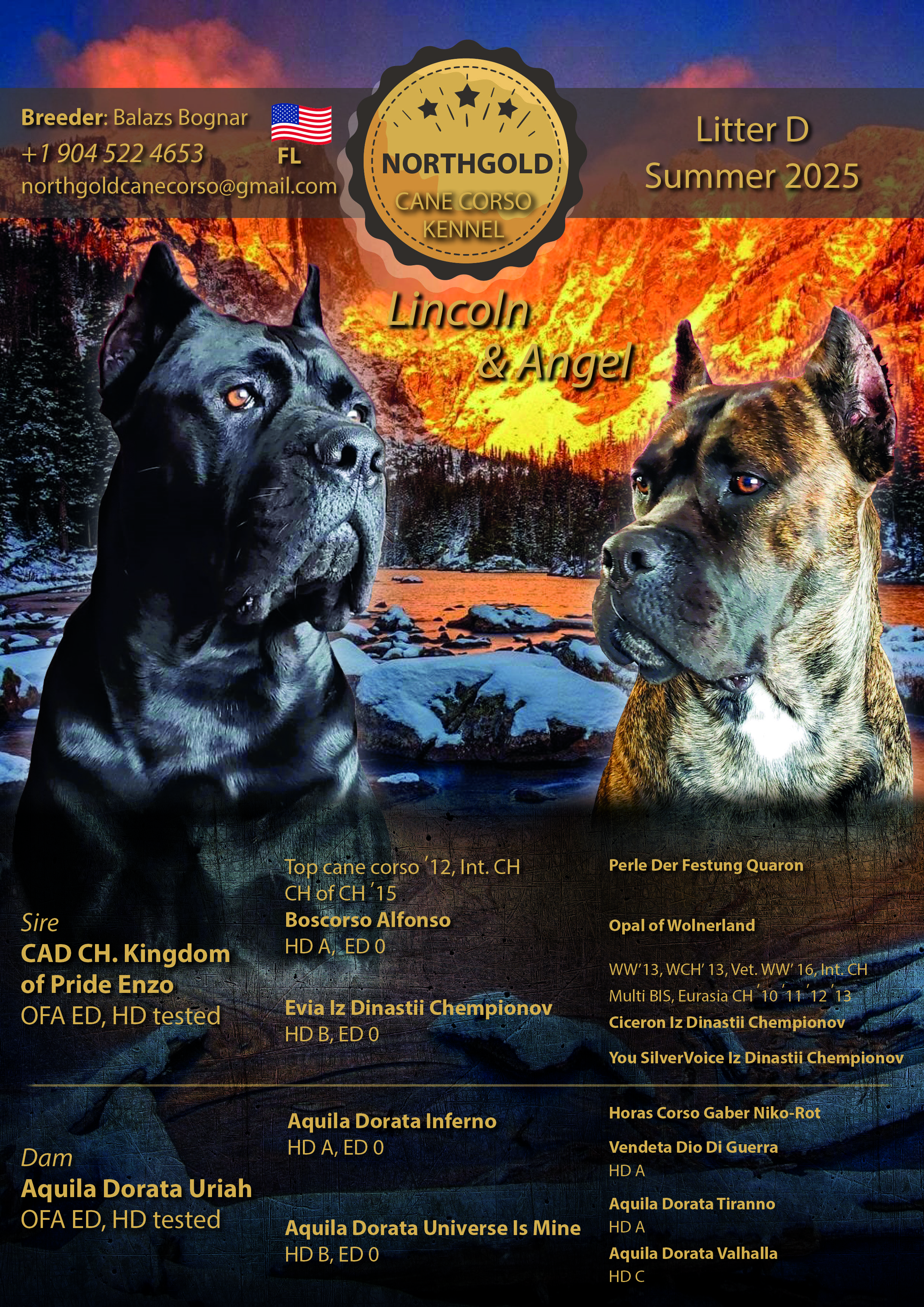 Northgold Cane Corso in Florida | Cane Corso puppies | Good Dog