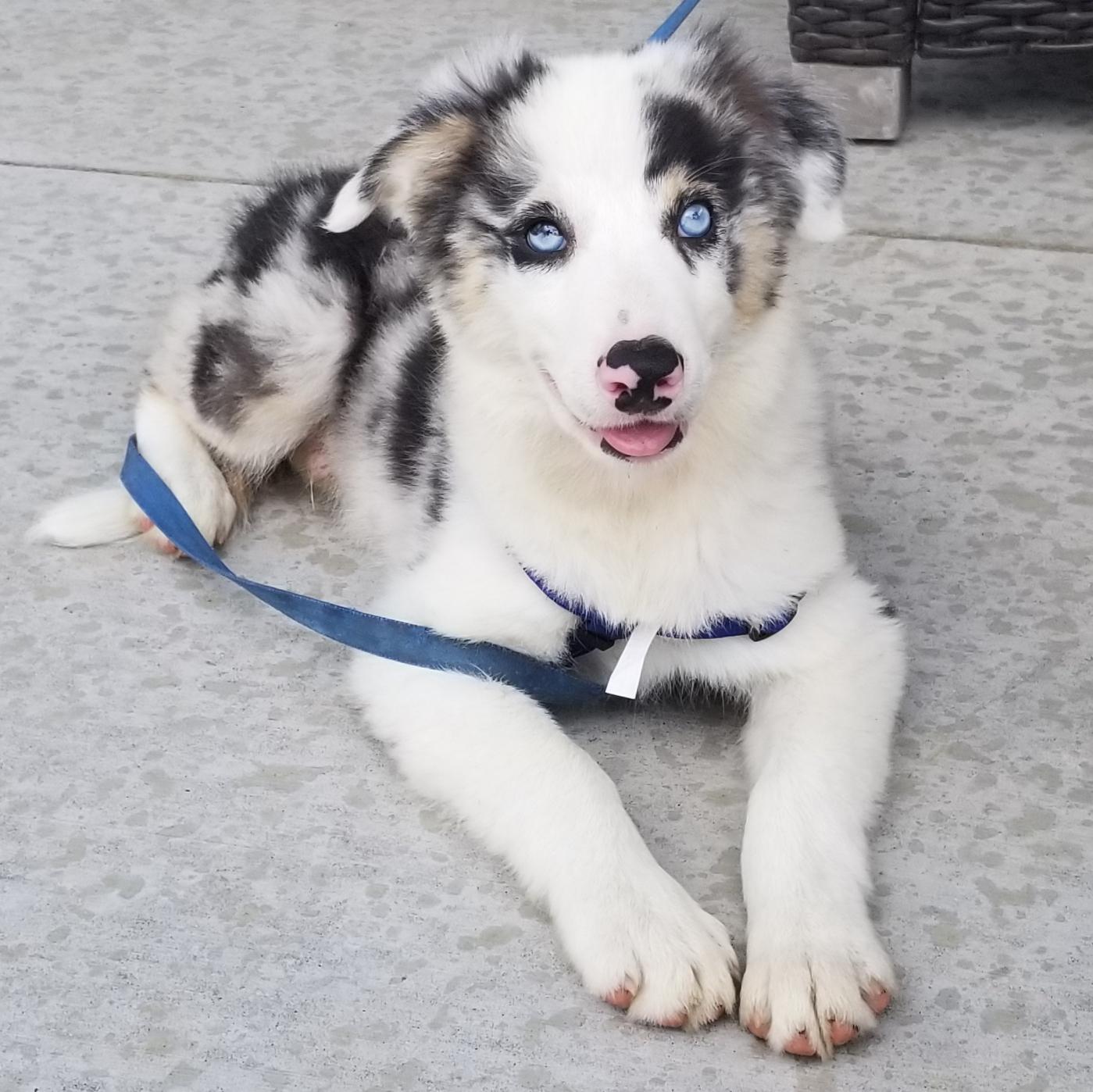 Bond Border Collies in Oklahoma | Border Collie puppies | Good Dog