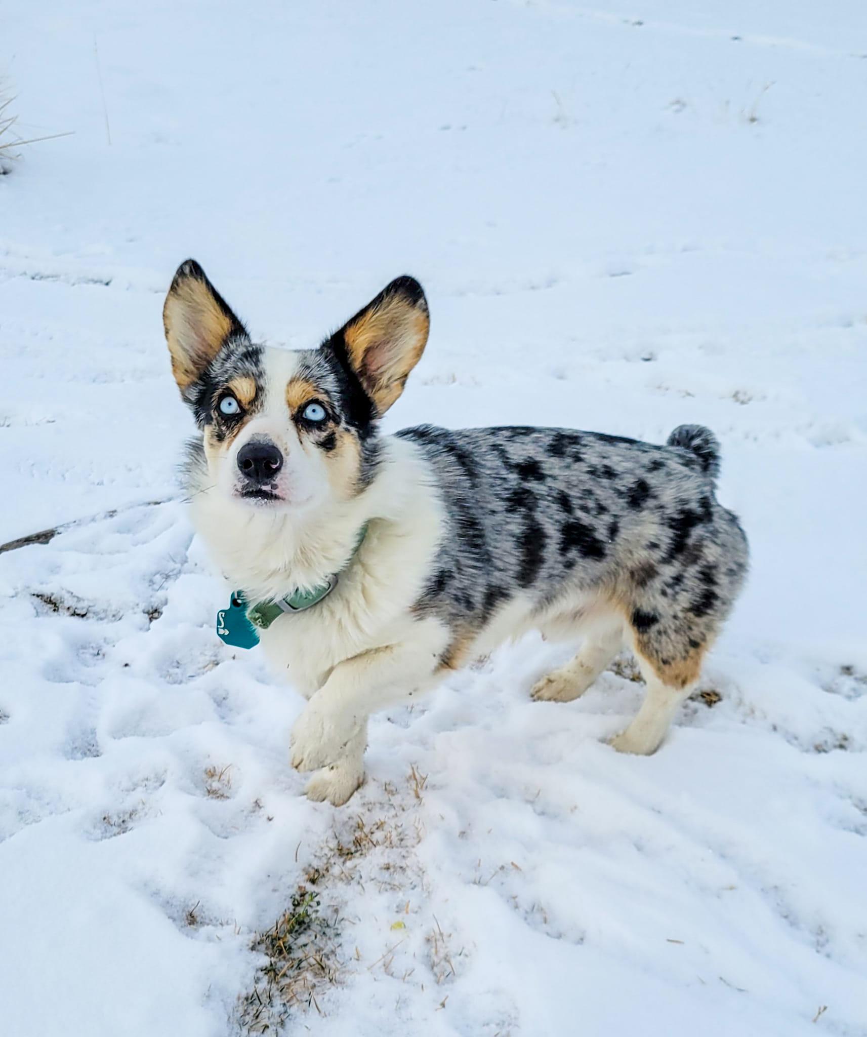 DK Coal Country Corgis in Wyoming | American Corgi puppies | Good Dog