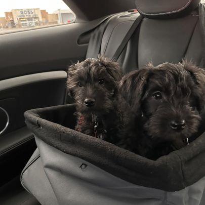 Schnazzy Schnauzers in Texas | Miniature Schnauzer puppies | Good Dog
