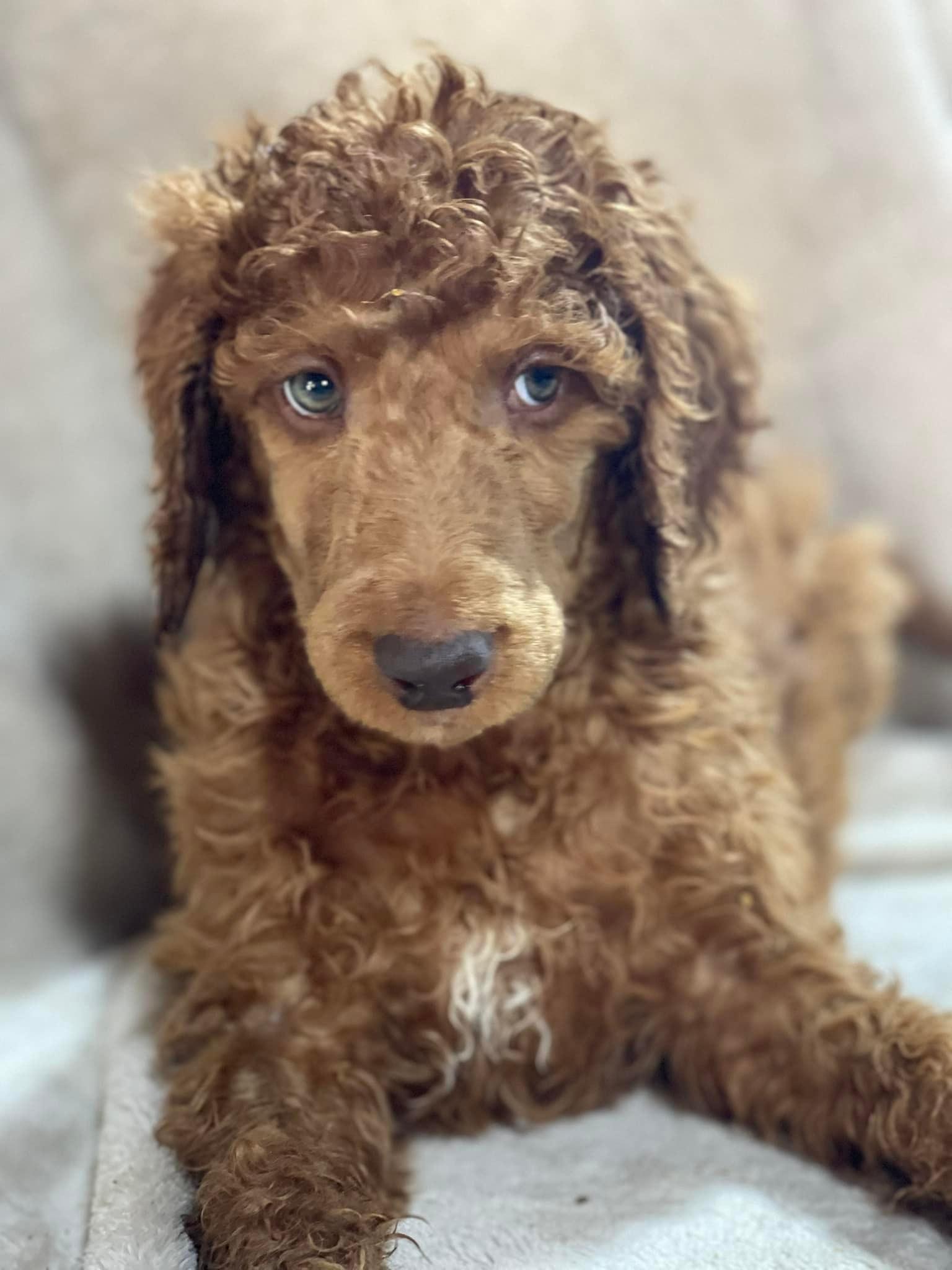 Oodles of RED Poodles in Missouri | Poodle puppies | Good Dog