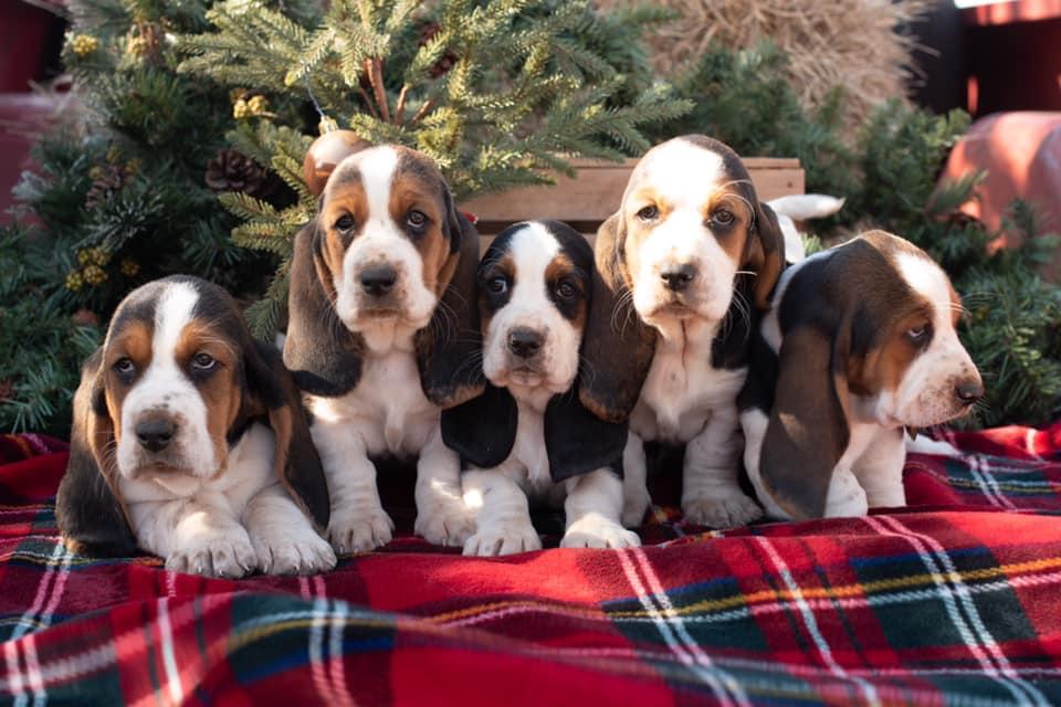 Puppy-Love Bassets in Oklahoma | Basset Hound puppies | Good Dog