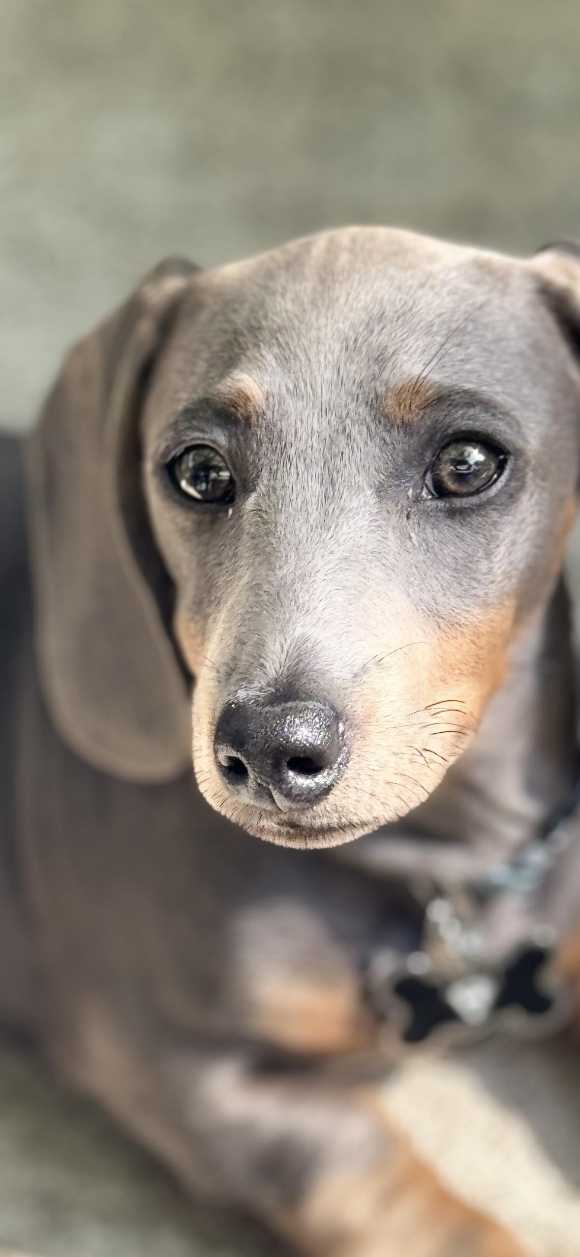 De Blue Dachshunds in California | Dachshund puppies | Good Dog
