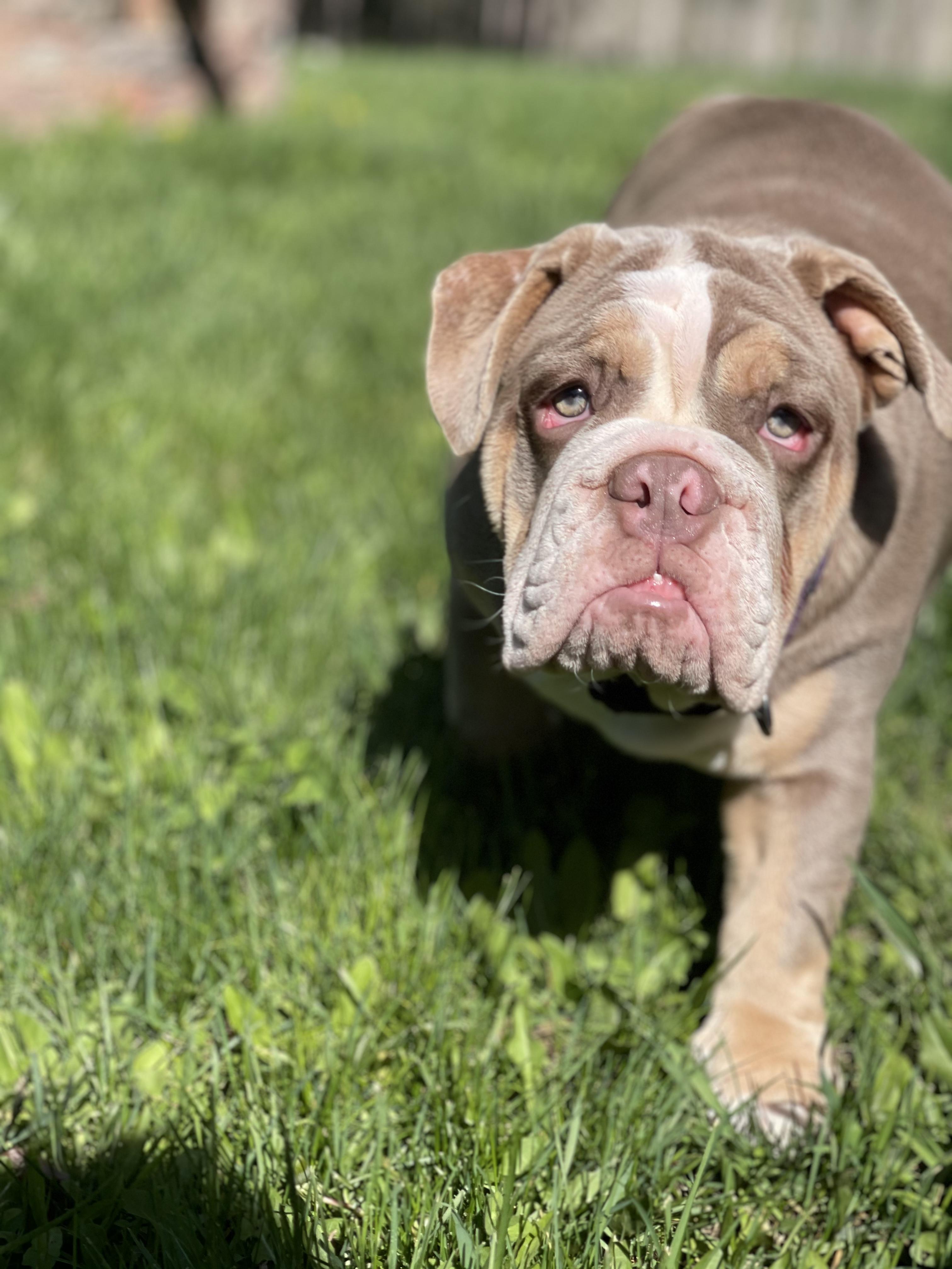 Flawless Bulldog L.L.C. in Florida | Bulldog puppies | Good Dog