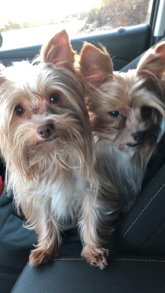 The Yorkie Love Shack in Georgia | Yorkshire Terrier puppies | Good Dog