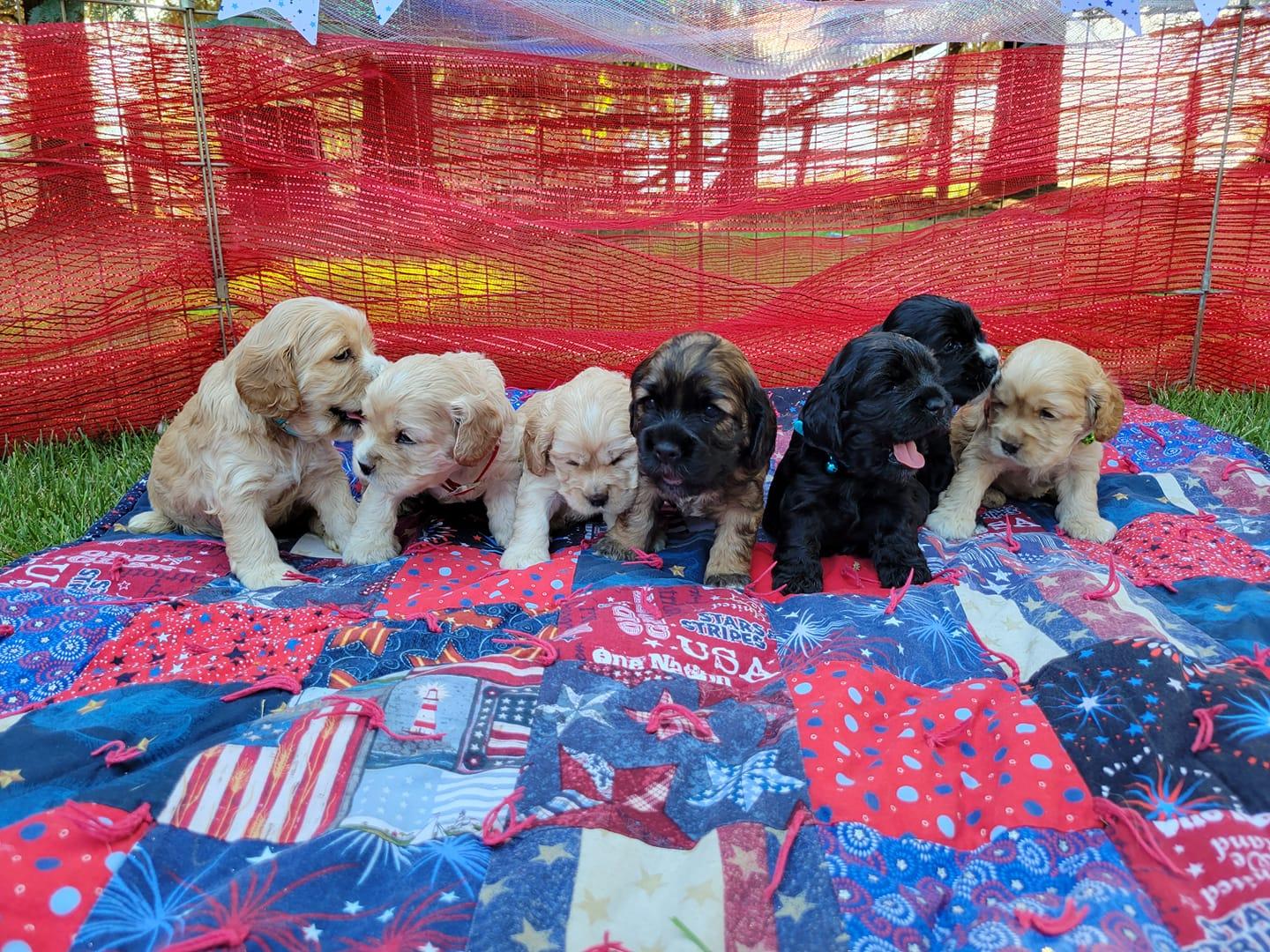 Dream Catcher Cockers in Idaho | Cocker Spaniel puppies | Good Dog