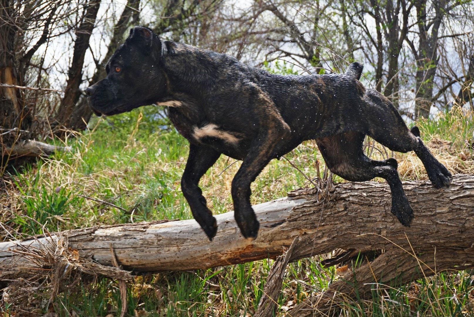 Miscela Molossers in Colorado | Molosser (Bully x) puppies | Good Dog