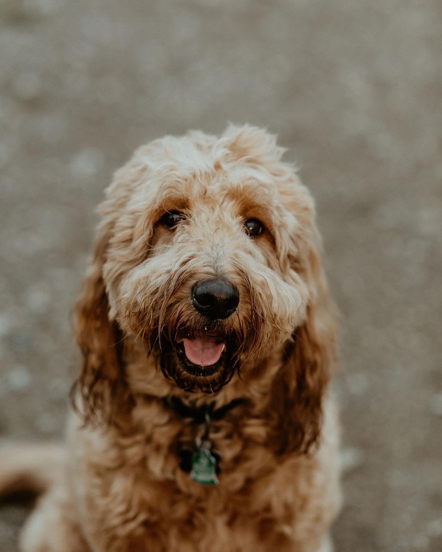 Golden State Doodles in California | Goldendoodle puppies | Good Dog