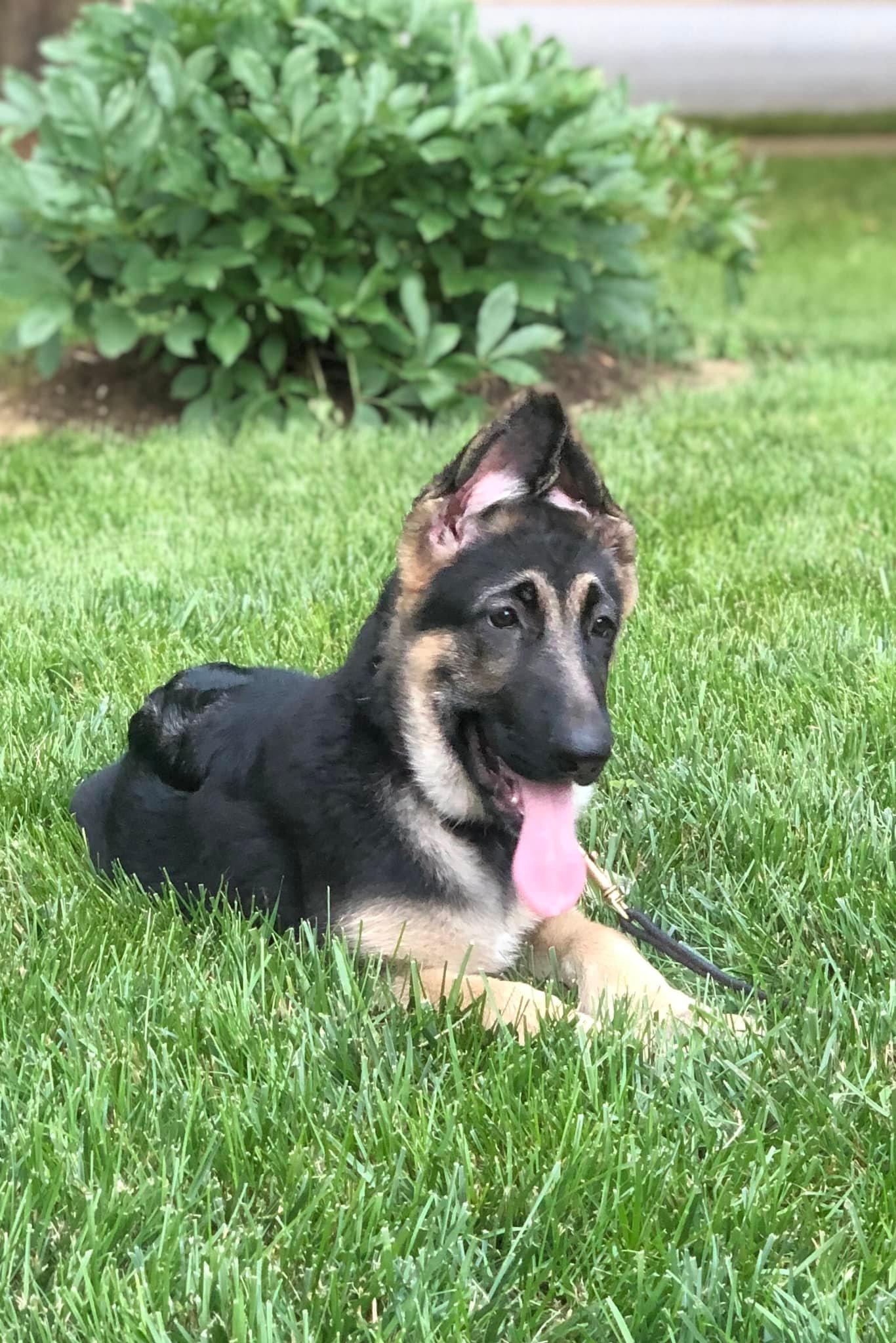 Baskerville Shepherds in Maryland | German Shepherd puppies | Good Dog