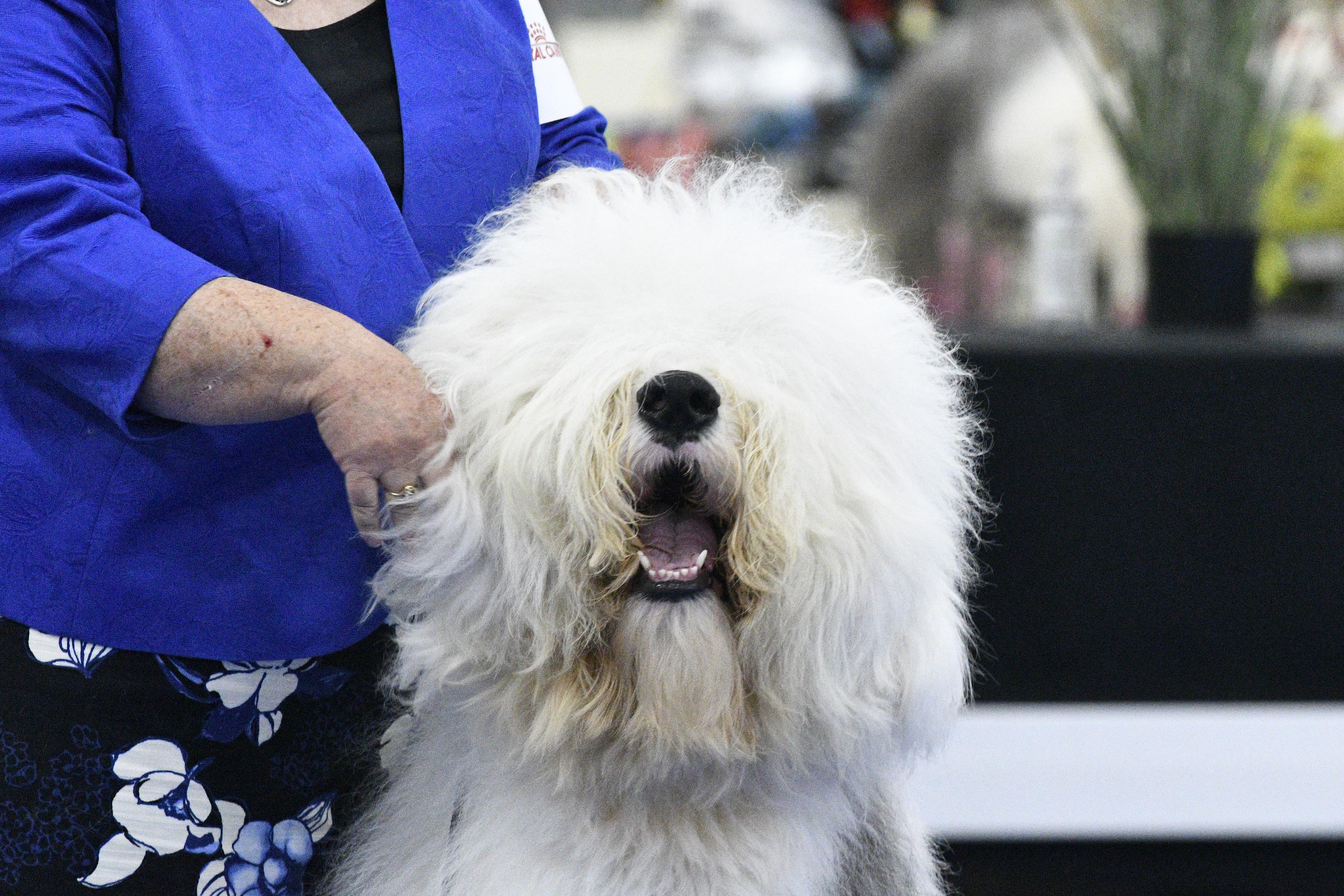 Whimzy Old English Sheepdogs in Colorado | Old English Sheepdog puppies ...