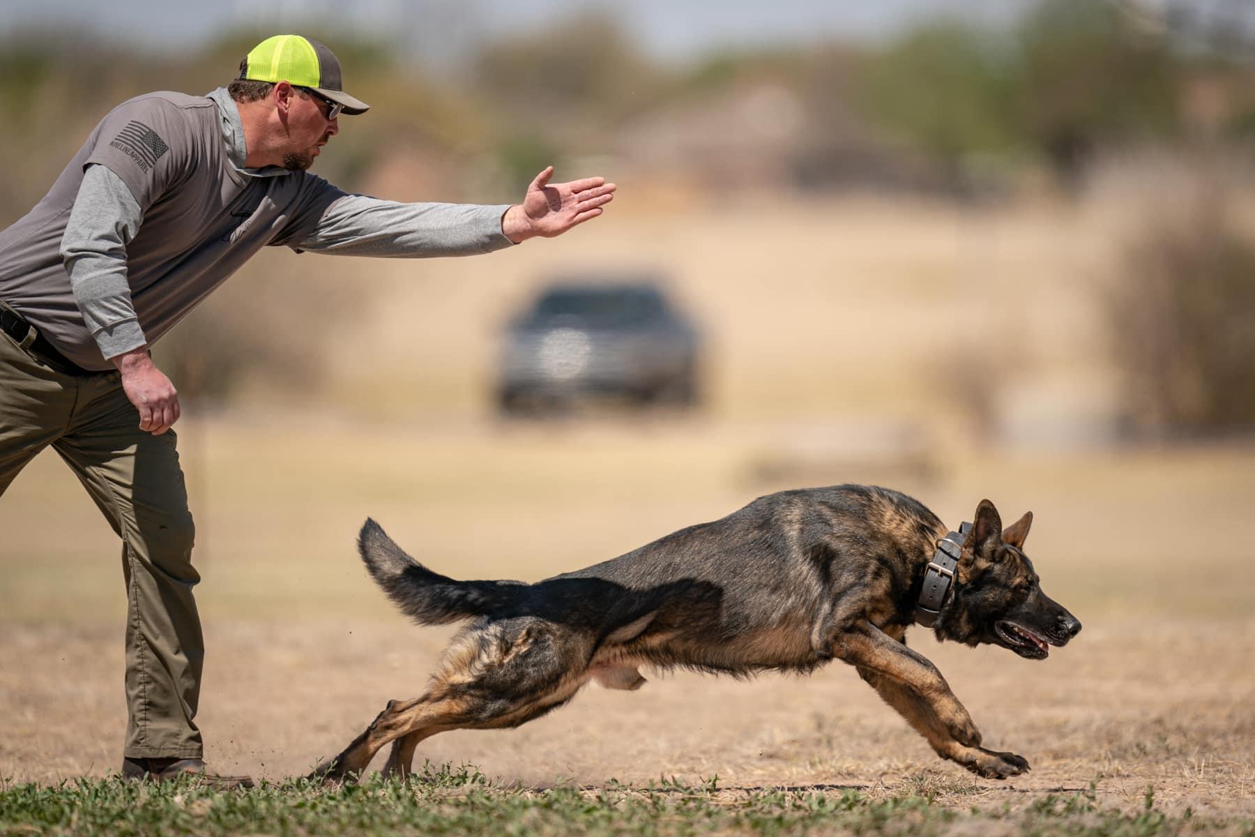 Royal Port K-9 in Tennessee | German Shepherd puppies | Good Dog