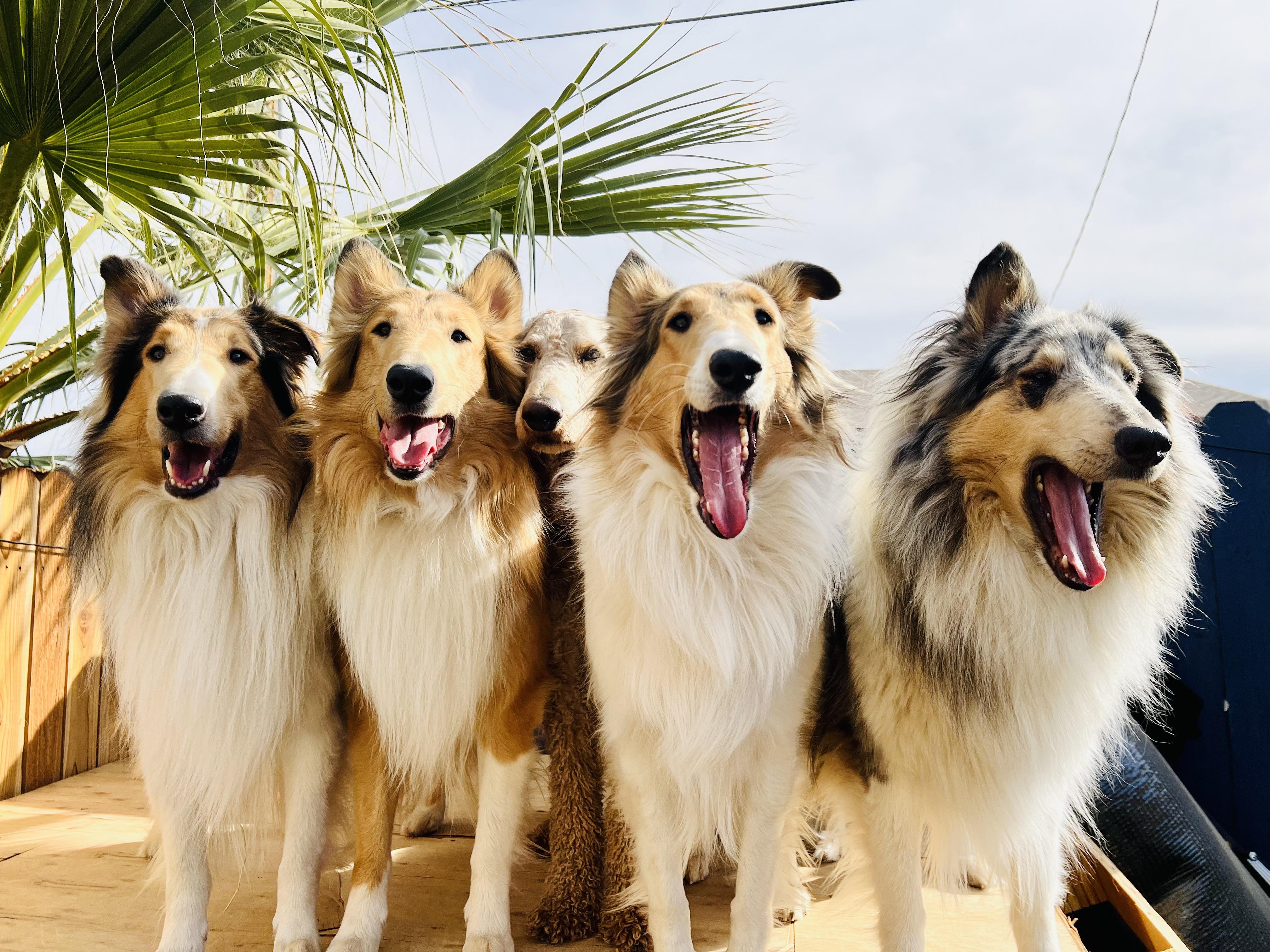 River Spirit Collies in Nevada | Collie and Assorted Doodle Crosses ...