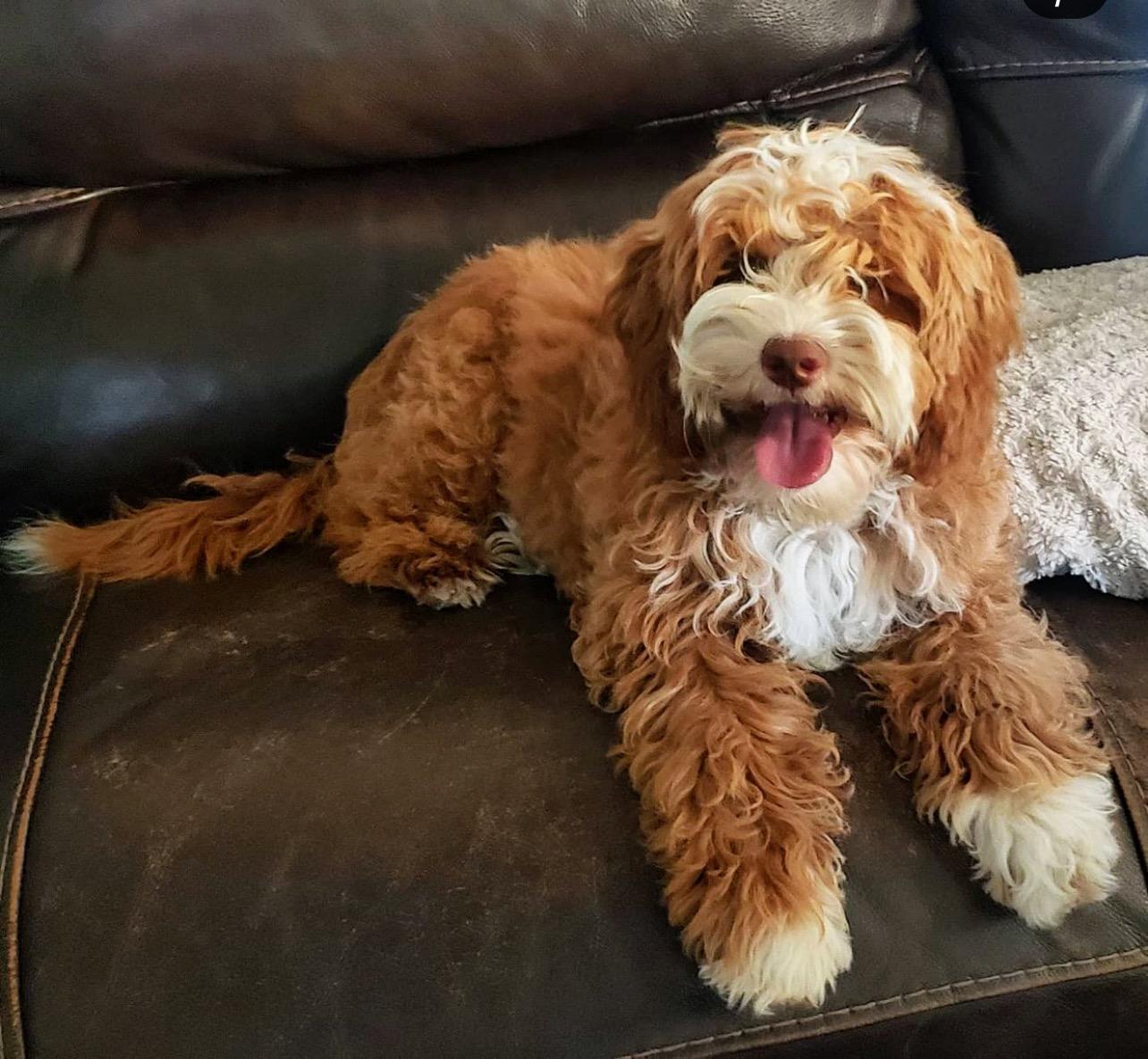 Natural Doodle Life in Utah | Bernedoodle and Goldendoodle puppies ...
