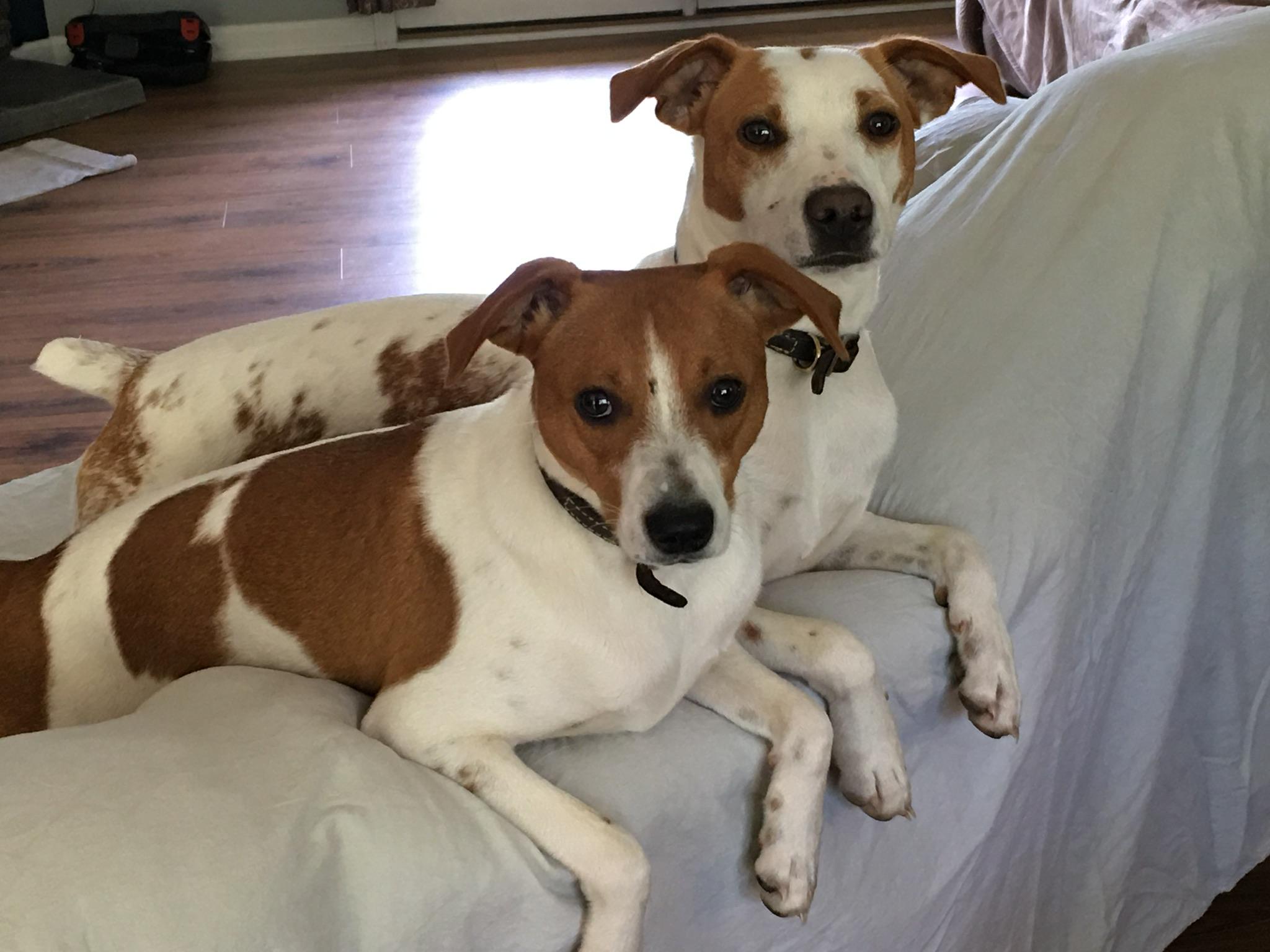 Tark Hill Feists in Kentucky | Treeing Feist puppies | Good Dog