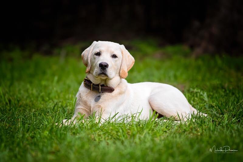 Cross G Farms in Texas | Labrador Retriever puppies | Good Dog