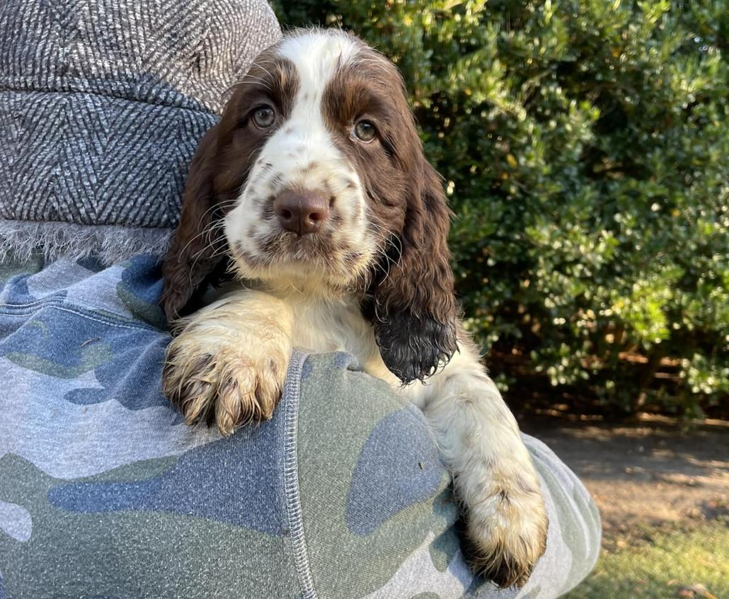 Sara's English Springer Spaniels in Virginia | English Springer Spaniel ...