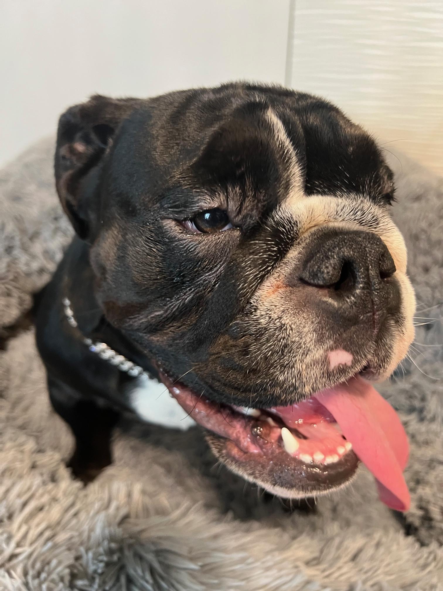 BUBBABULL in Florida | Bulldog puppies | Good Dog