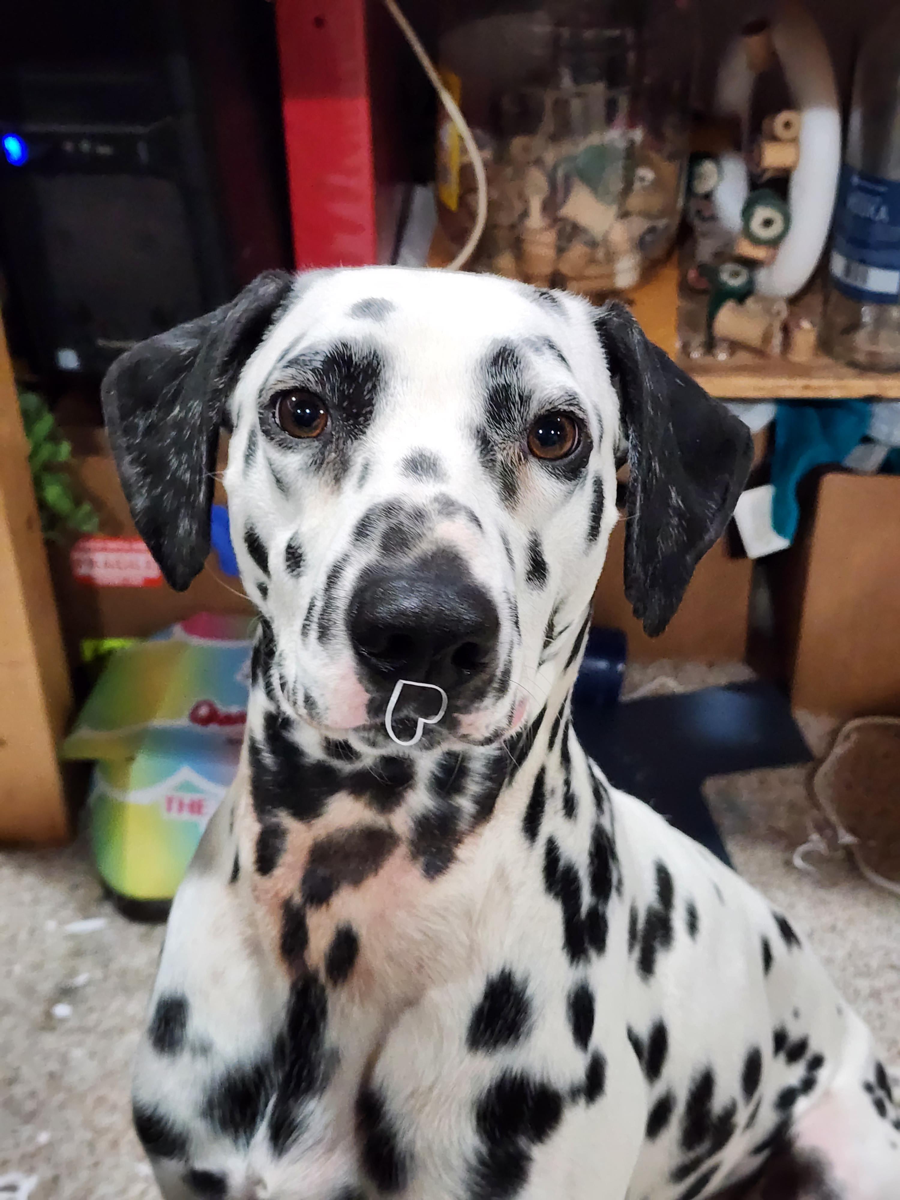 Anthony's Dalmatians in South Dakota | Dalmatian puppies | Good Dog
