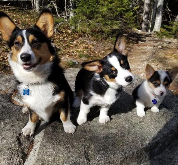 Little Long Pond Corgis in Maine | American Corgi puppies | Good Dog