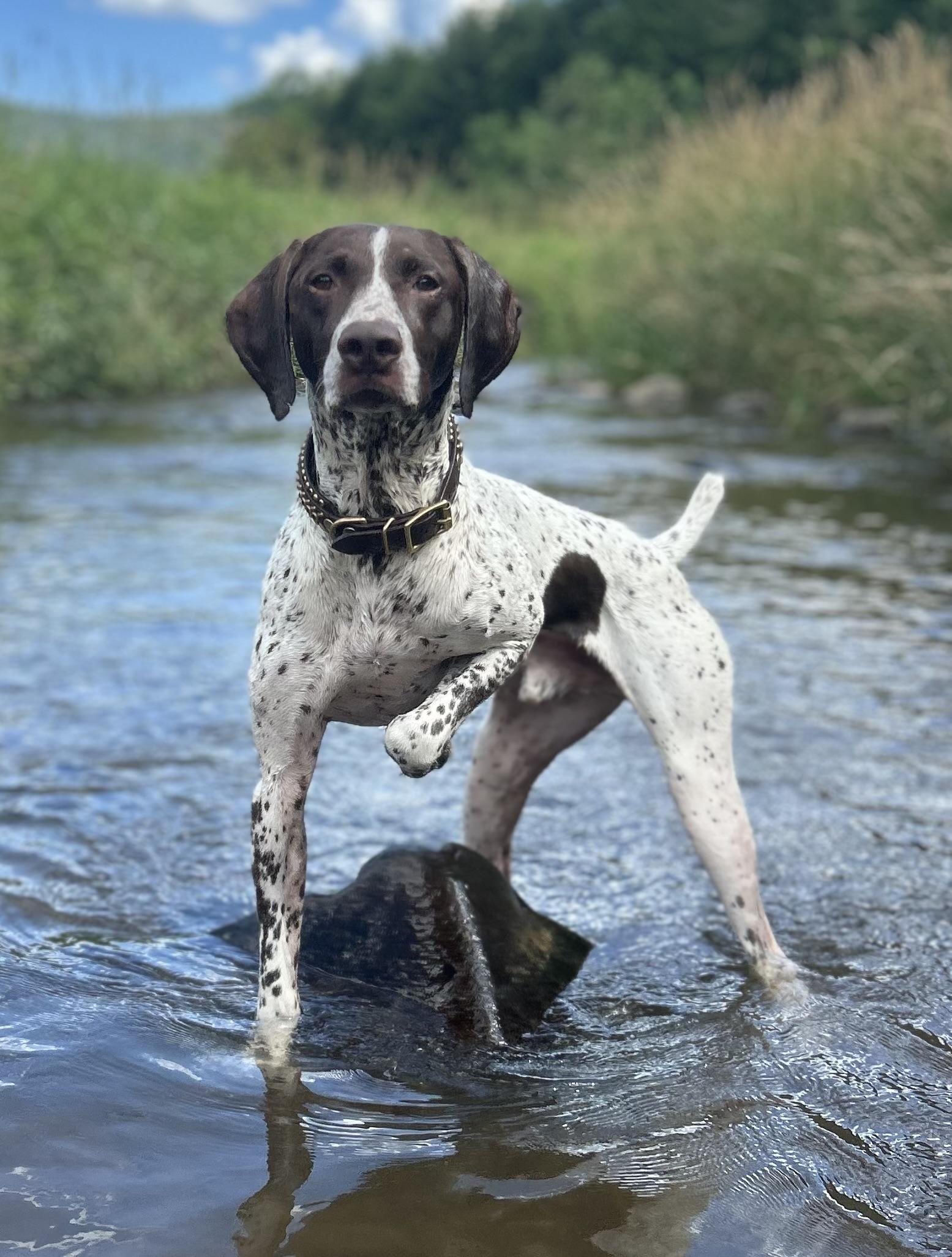Blazing Ridge Working Dogs in Pennsylvania | German Shorthaired Pointer ...