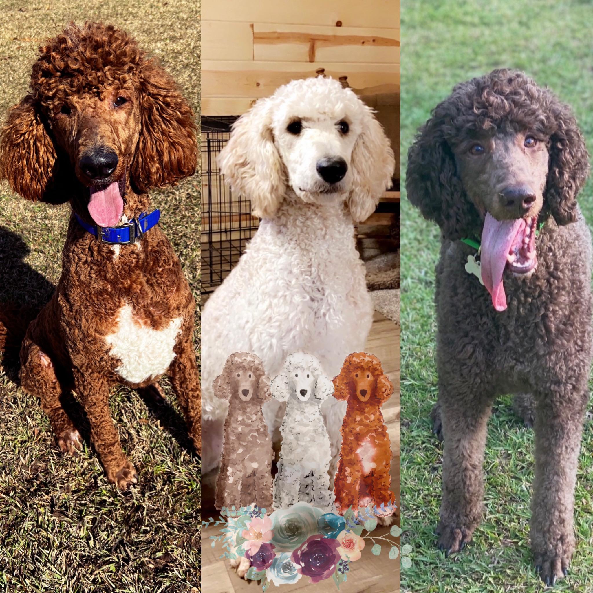 Moss’ Poodles in Mississippi | Poodle puppies | Good Dog