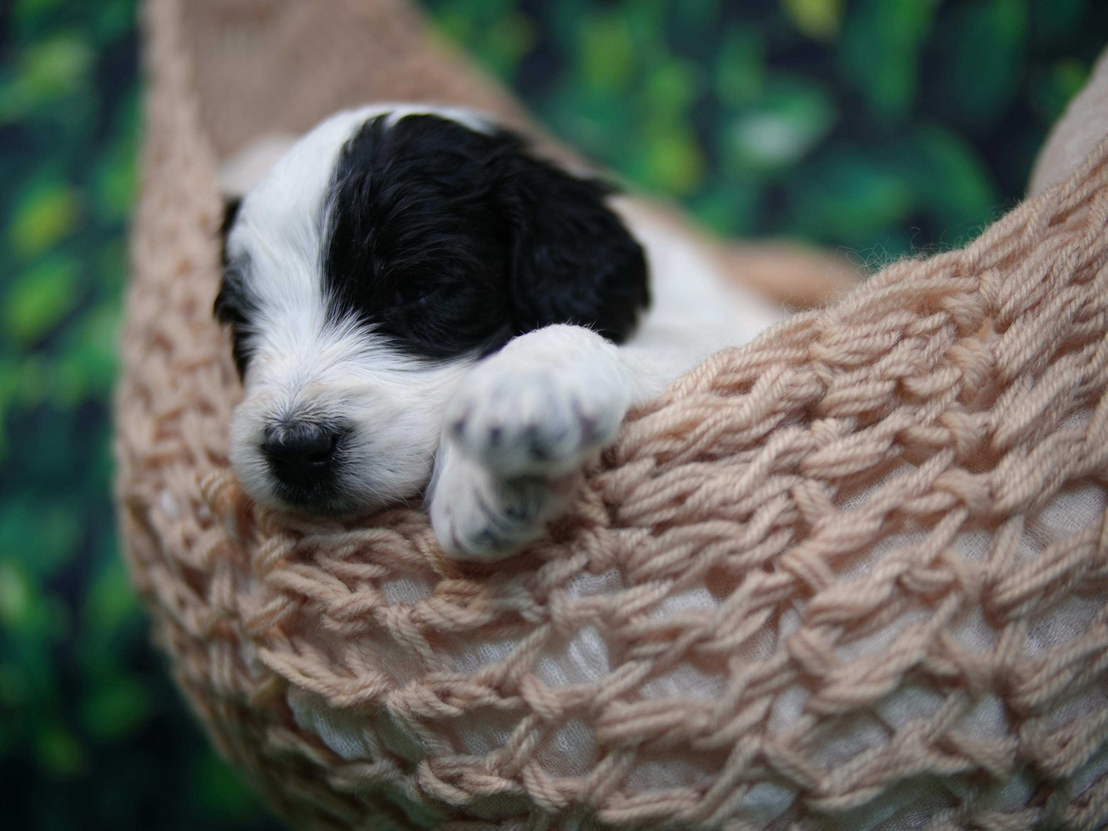 Newfiedoodles of WNY in New York | Assorted Doodle Crosses puppies ...