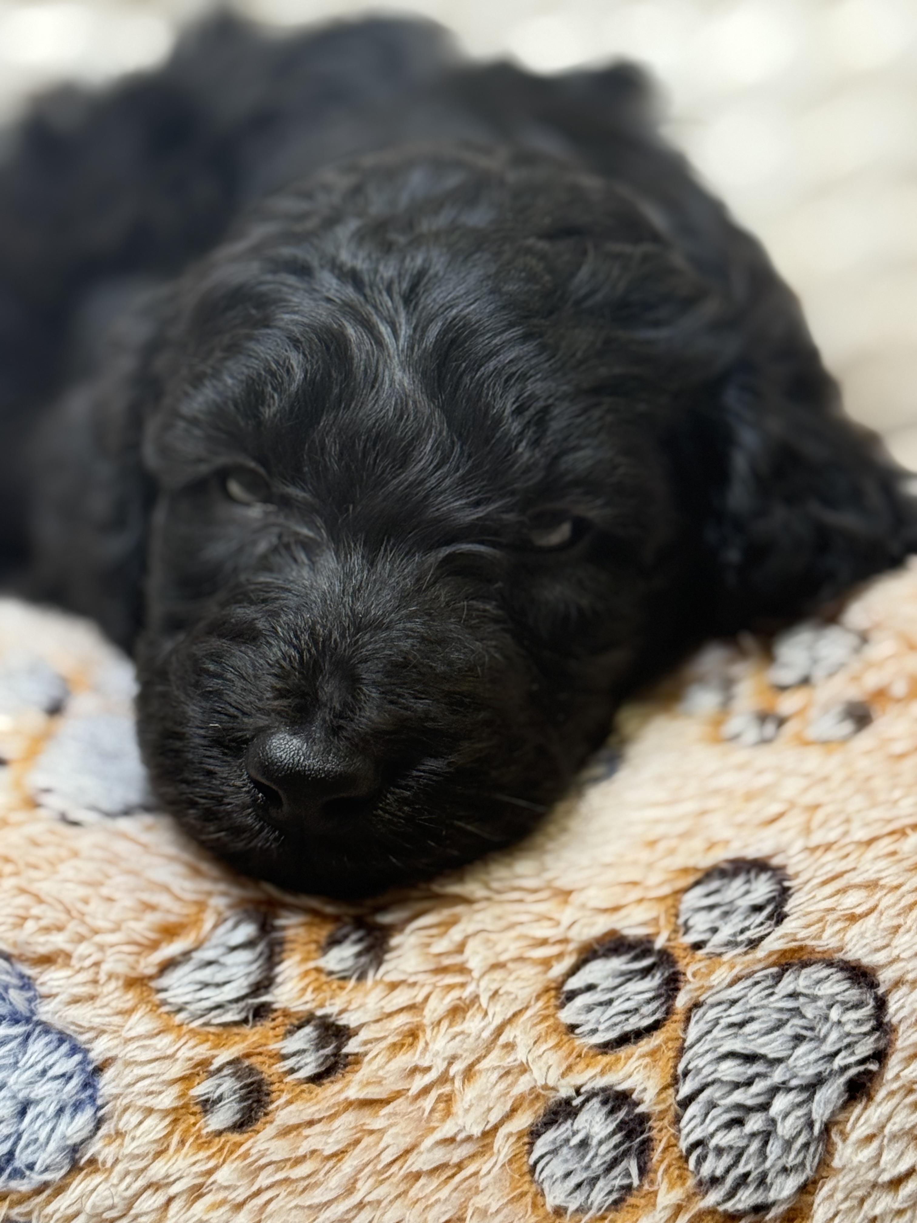 LaiCi Doodles in Georgia | Assorted Doodle Crosses puppies | Good Dog