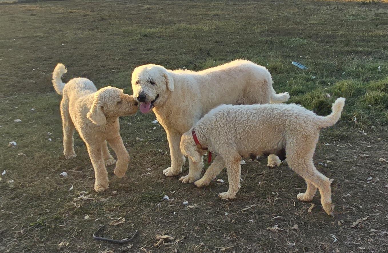 Christmas Komondors in Kentucky | Komondor puppies | Good Dog