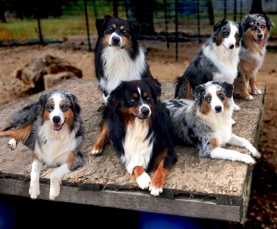 www.maubachranch.com in Missouri | Australian Shepherd puppies | Good Dog