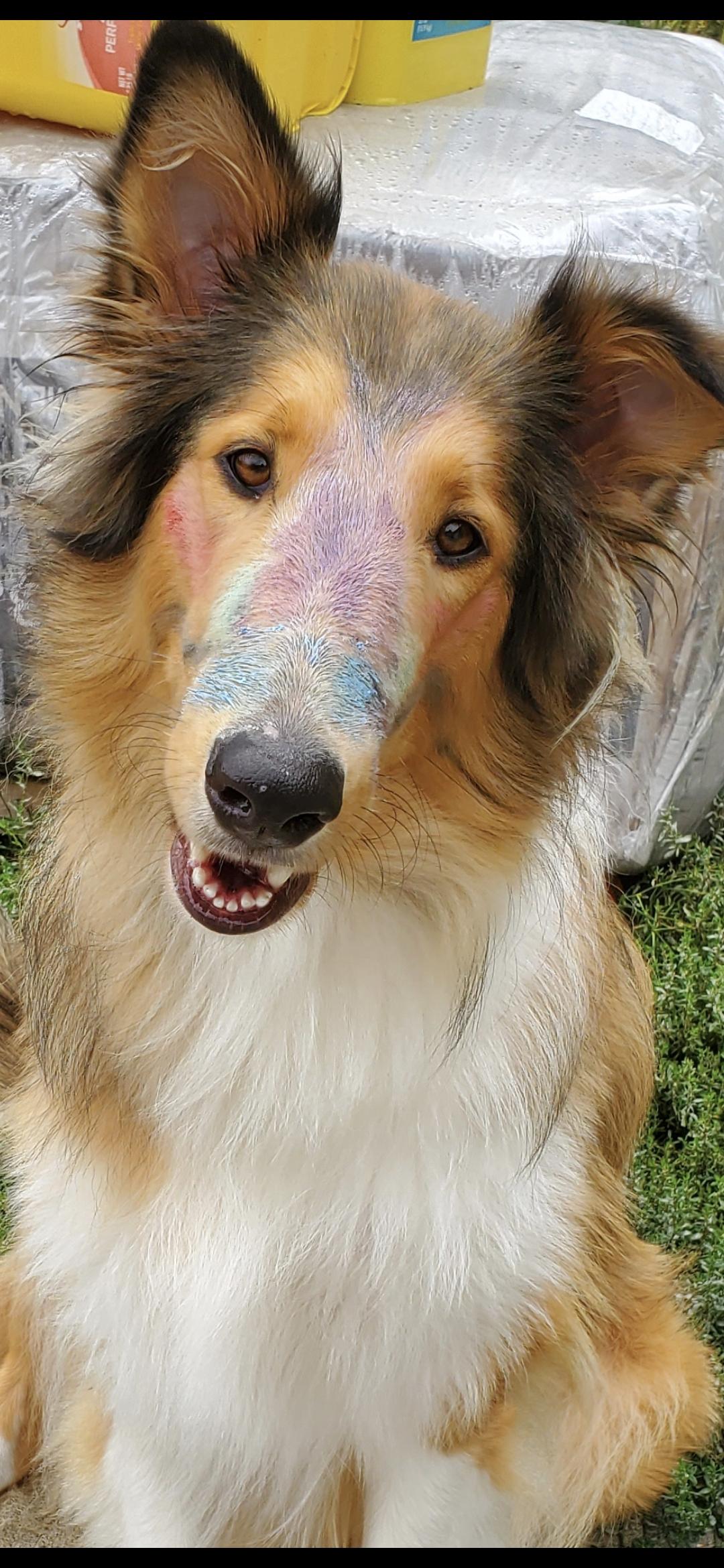 Country Collies in Minnesota | Collie puppies | Good Dog