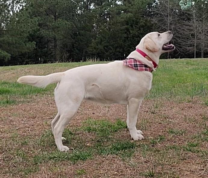 Cedar Hill Farm Labradors in Virginia | Labrador Retriever puppies ...