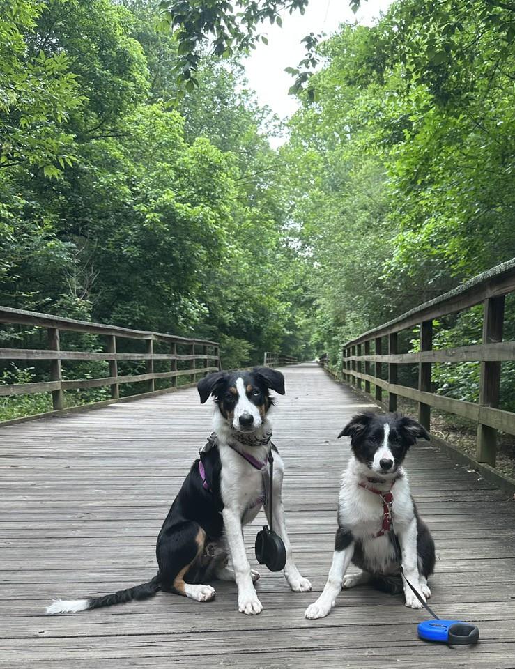Sweet Clover Creek Farm in Georgia | Border Collie and Maremma Sheepdog ...