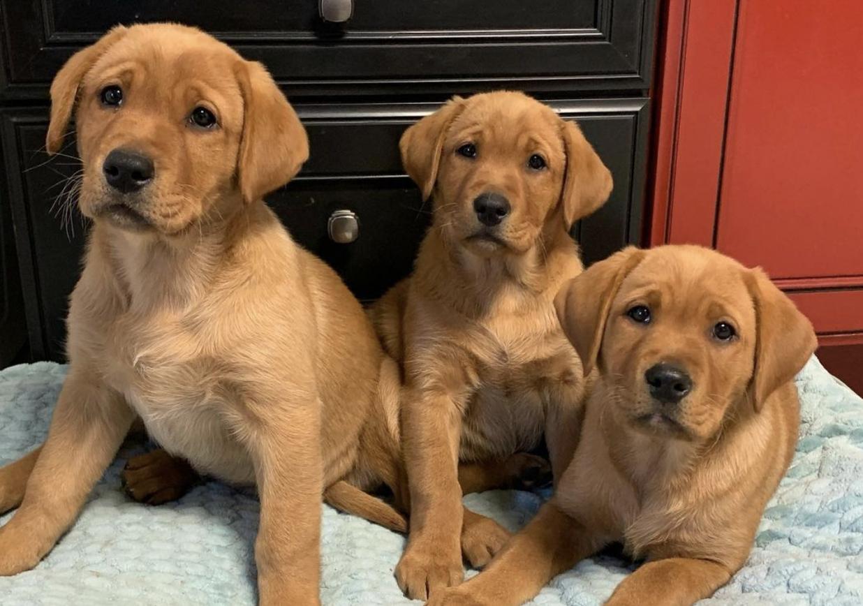 Highland Labradors in Ohio | Labrador Retriever puppies | Good Dog