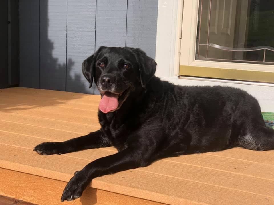 Tonya Harmon's Labrador Retrievers in Virginia | Labrador Retriever ...