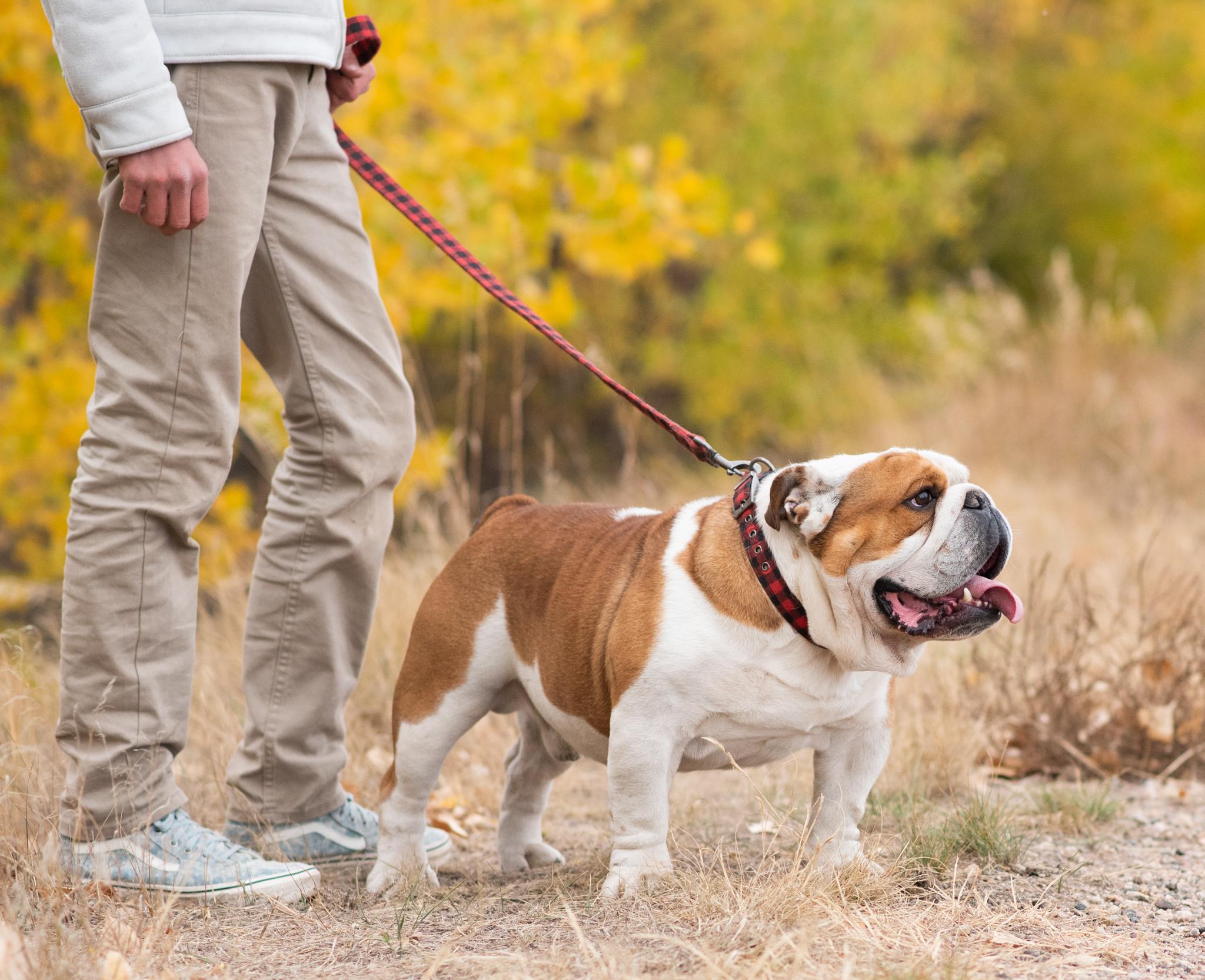Brandywine Bulldogs in Georgia | Bulldog puppies | Good Dog