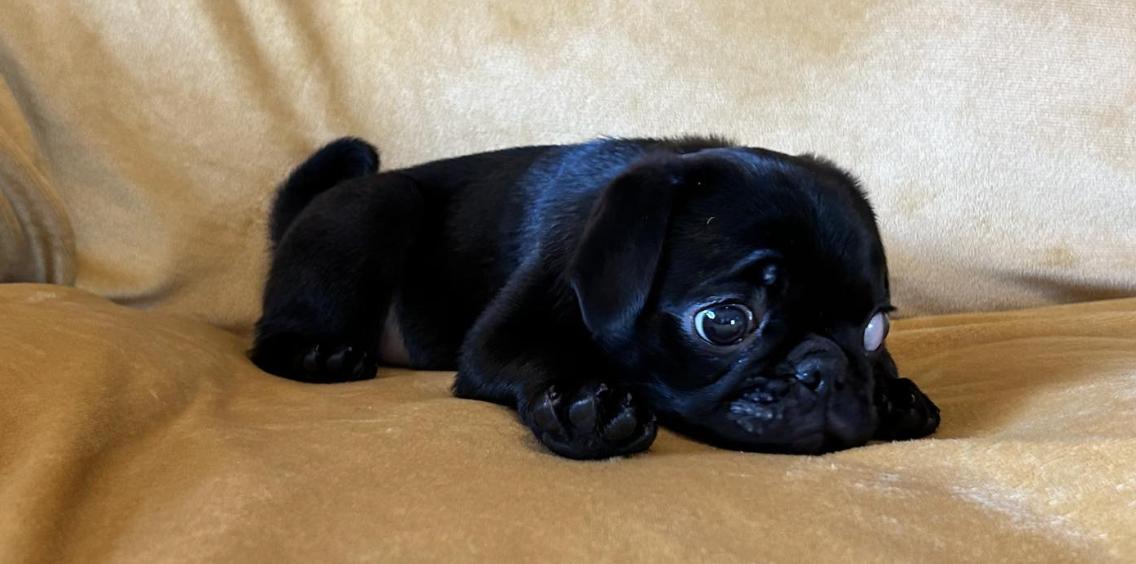 Kansas AKC Pug puppies in Kansas | Pug puppies | Good Dog
