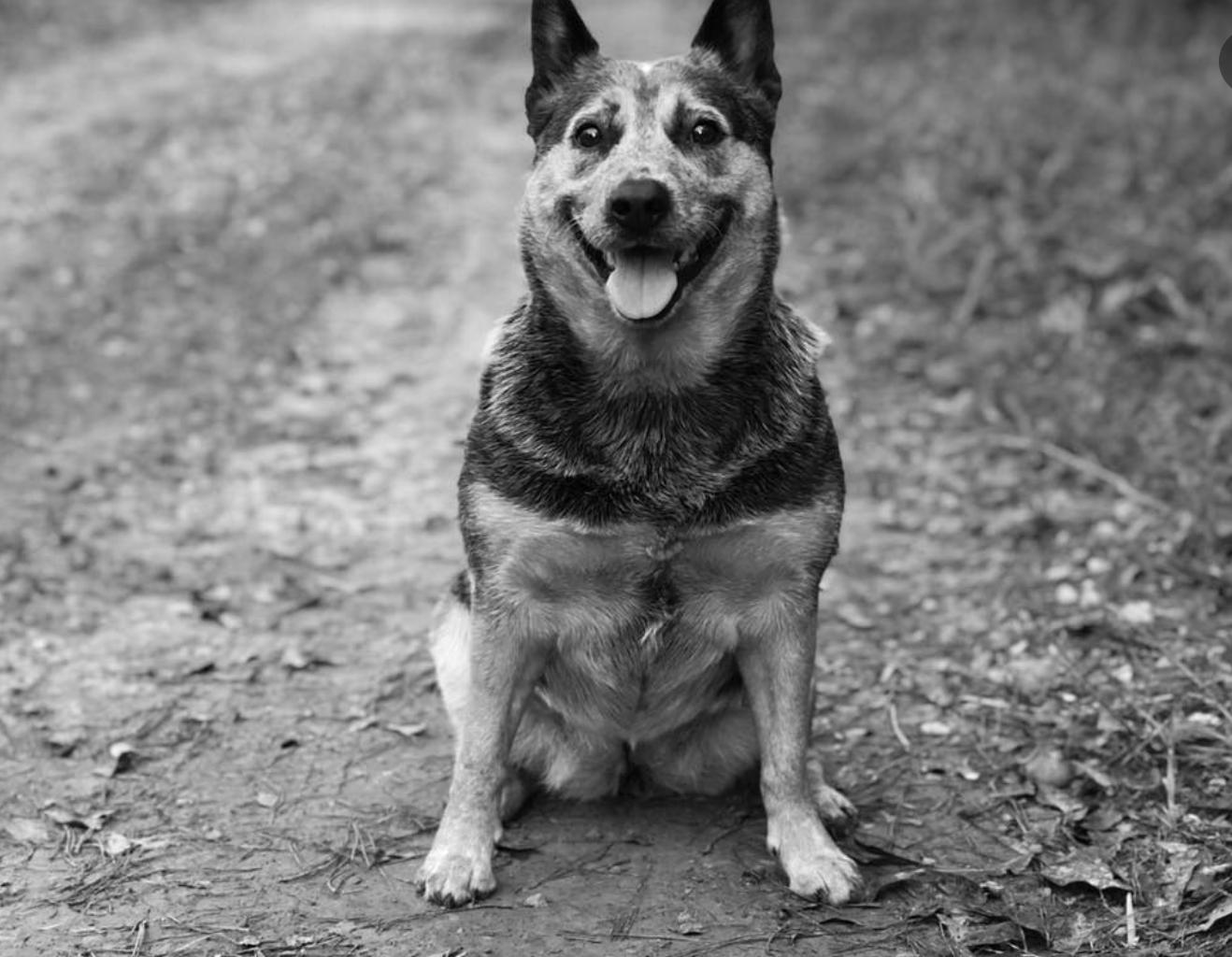 Michaela Ebarb in Louisiana | Australian Cattle Dog puppies | Good Dog