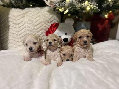 Steel City Maltipoo in Alabama | Maltipoo puppies | Good Dog