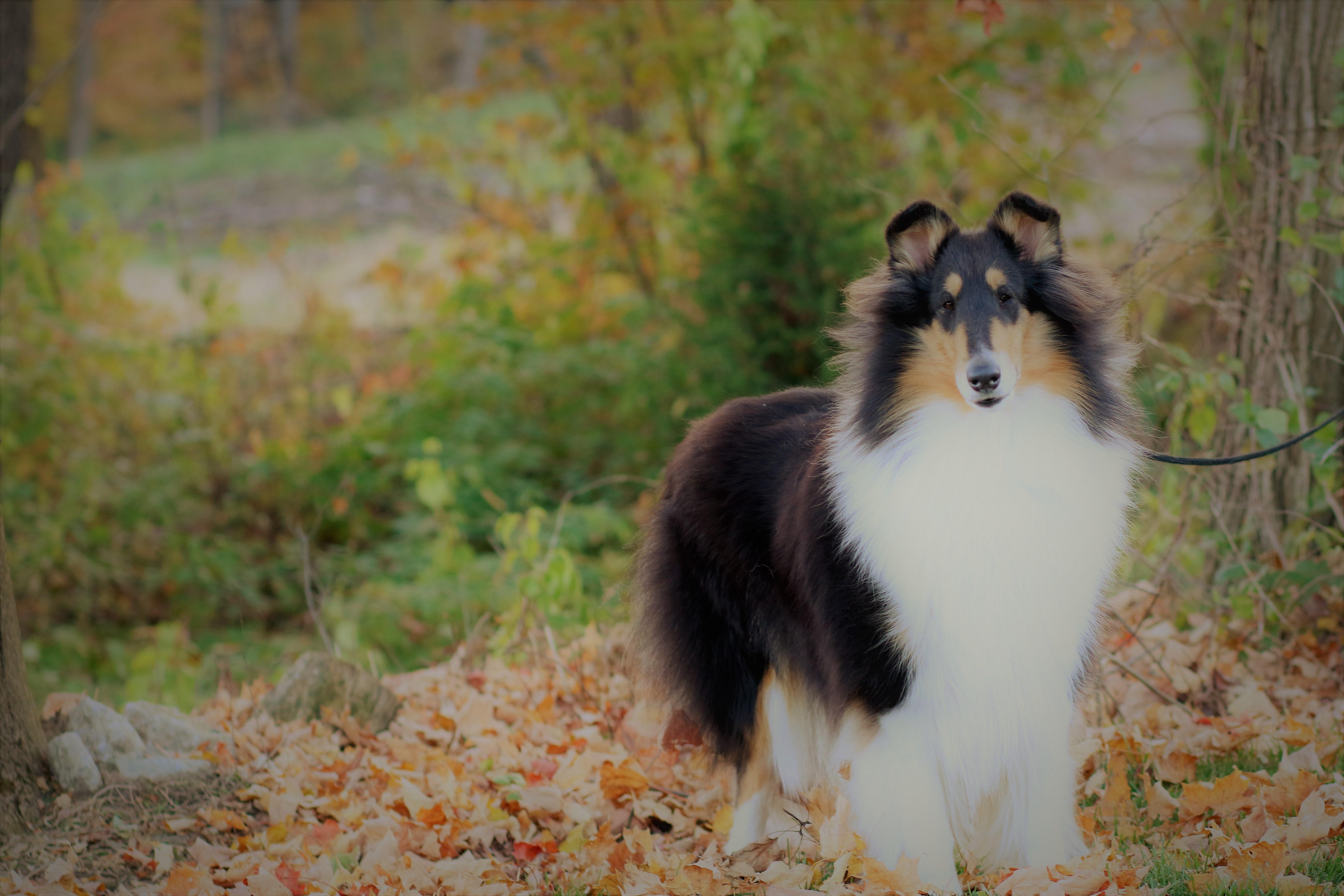 Brightmore Collies in Michigan | Collie puppies | Good Dog